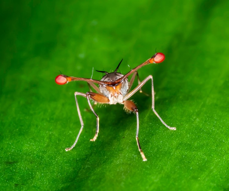 SIX-LEGS-GOOD – Paul Zborowski insect adventures blog