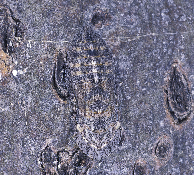 SIX-LEGS-GOOD – Paul Zborowski insect adventures blog