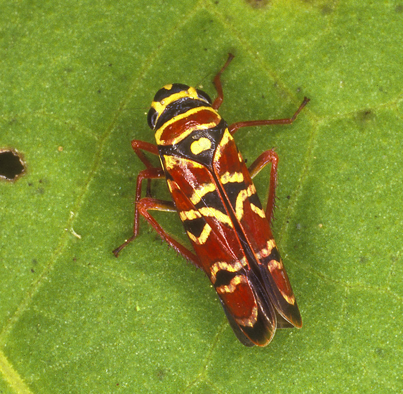 SIX-LEGS-GOOD – Paul Zborowski insect adventures blog