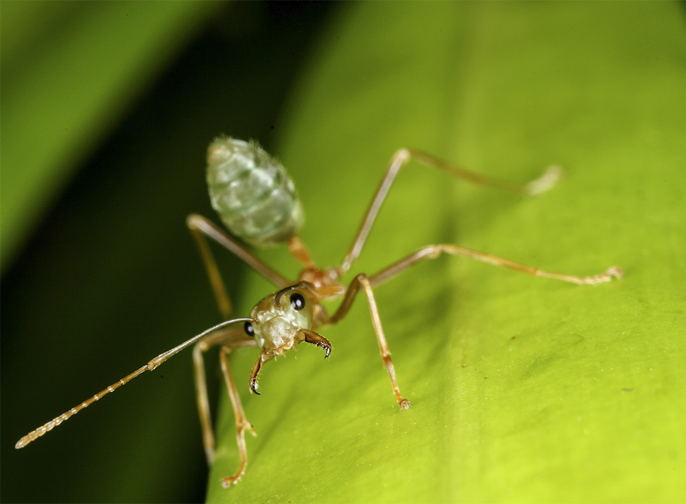 SIX-LEGS-GOOD – Paul Zborowski insect adventures blog